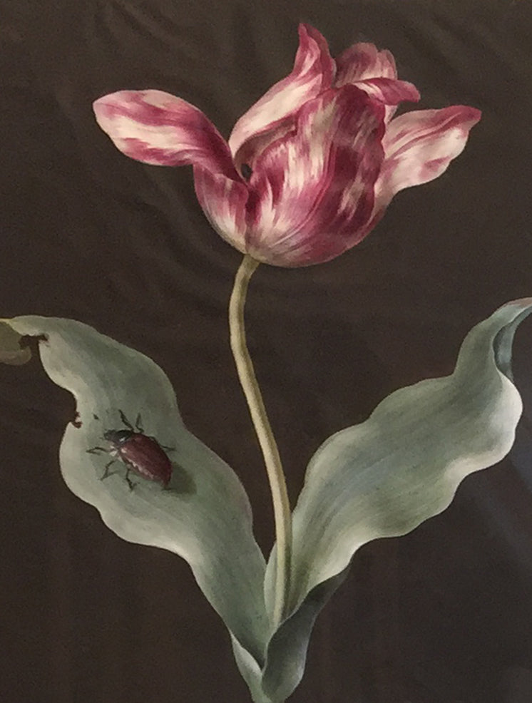 Barbara Regina Dietzsch (German, 1706-1783), Tulip Study – Arader Galleries