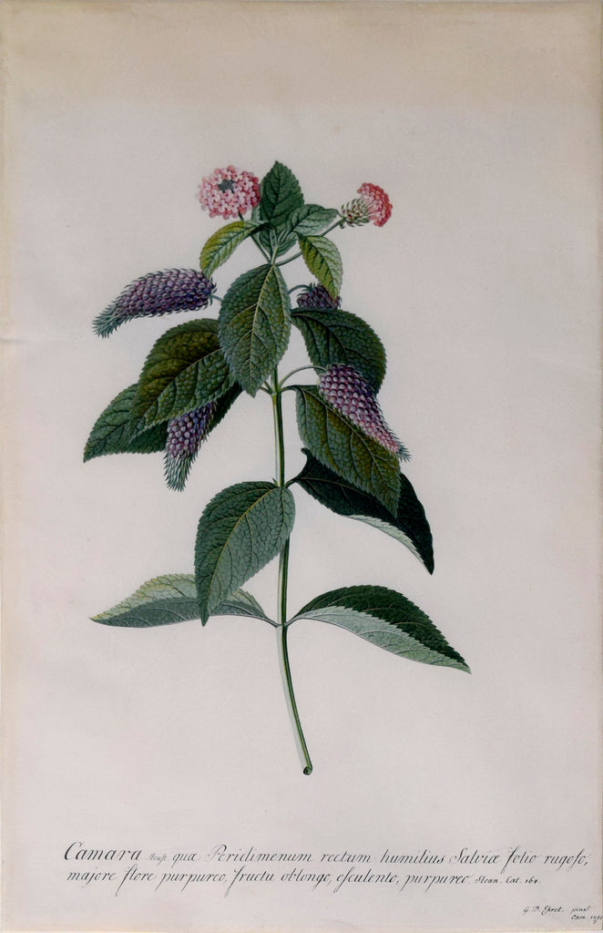 Georg Dionysius Ehret (German, 1708-1770), Camara Hanf qua peridimemum ...