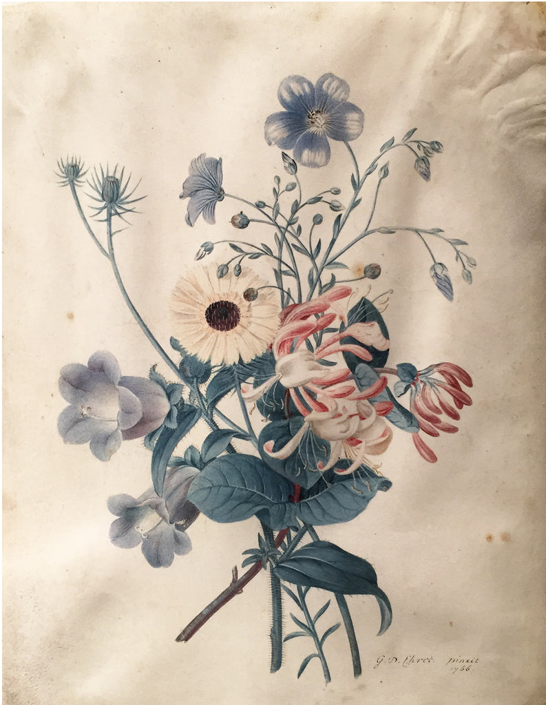 Georg Dionysius Ehret (German, 1708-1770), Bouquet – Arader Galleries