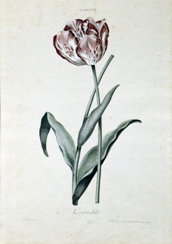 Georg Ehret (1708-1770), Tulipa VII, L’agreable 48 – Arader Galleries