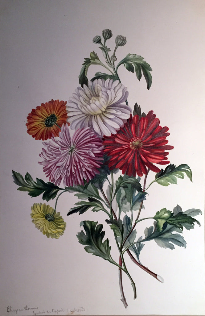 Charles Empson (British, 1794-1861), Chrysanthemums – Arader Galleries