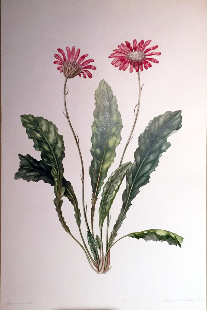 Charles Empson (British, 1794-1861), Onosens Sueracidous – Arader Galleries