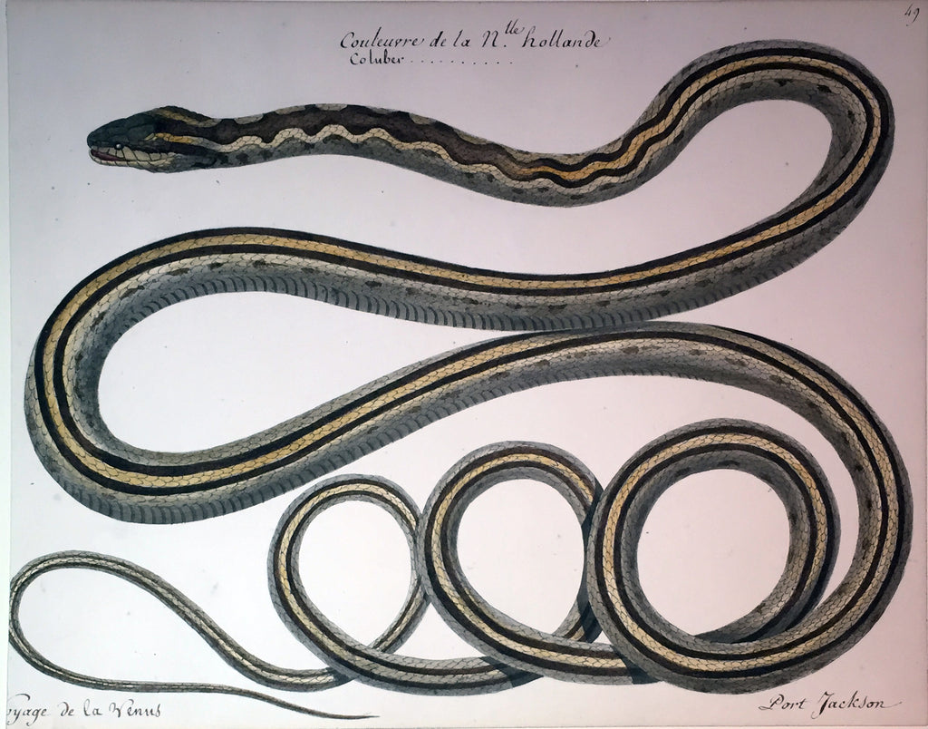 Christophe Paulin de la Poix de Fremenville (1747-1848), 49. Couleuvre ...