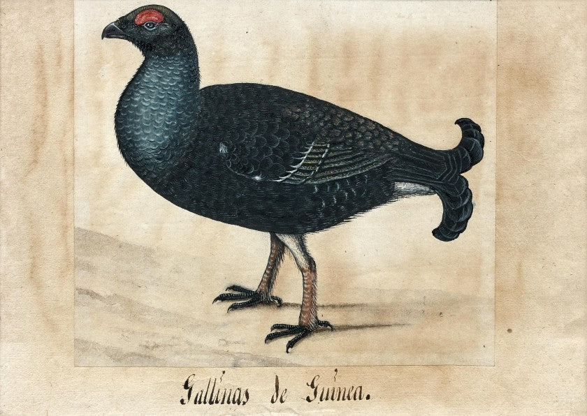 German School (17TH-CENTURY), Gallinas de Guinea [Guineafowl] – Arader ...