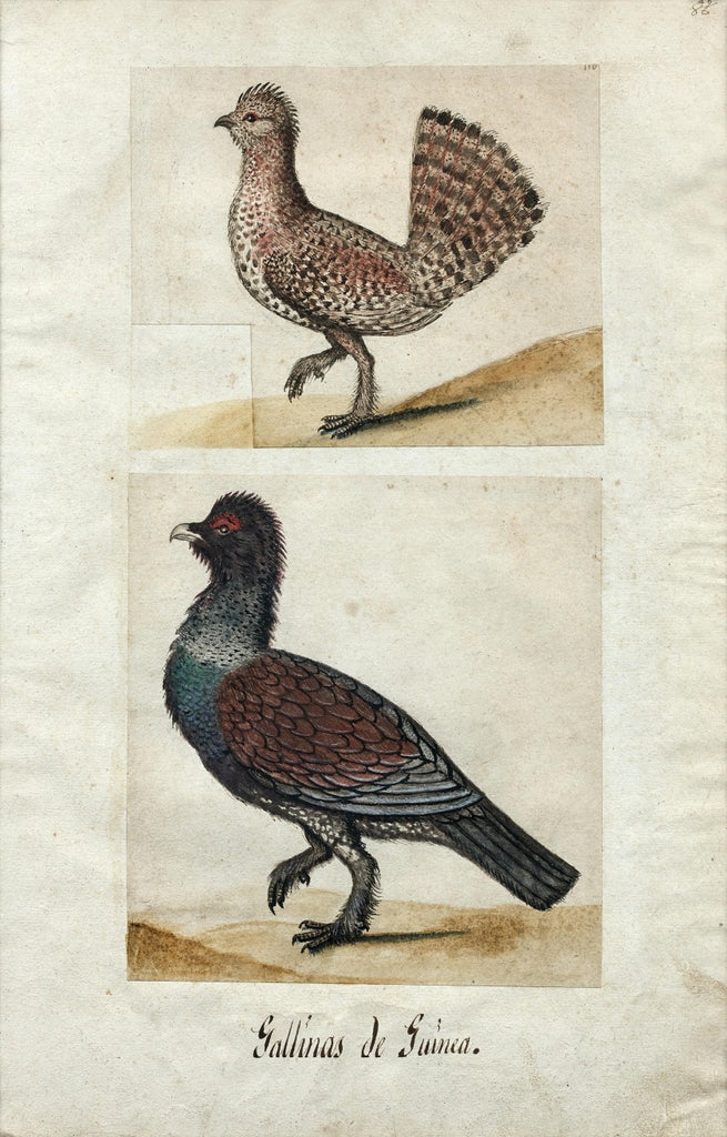 German School (17TH-CENTURY), Gallinas de Guinea [Two Guineafowl ...