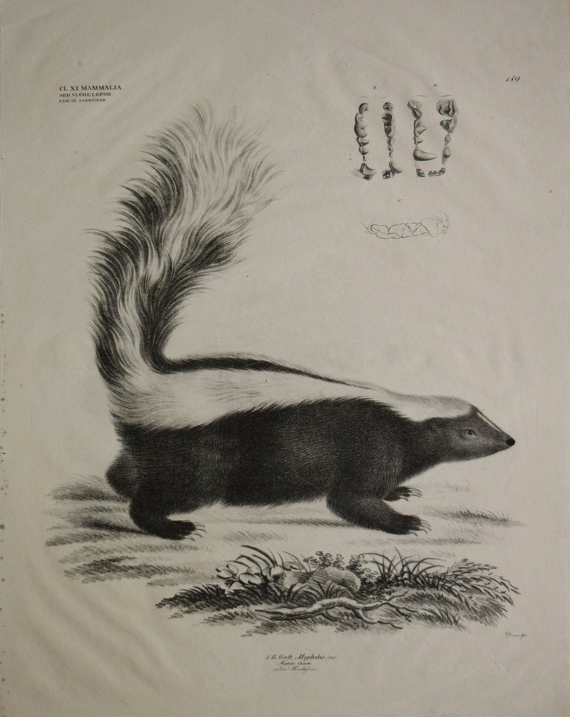 Georg August Goldfuss (1782-1848) 1. B. Gatt. Mephitis, cuv. Plate 189 ...