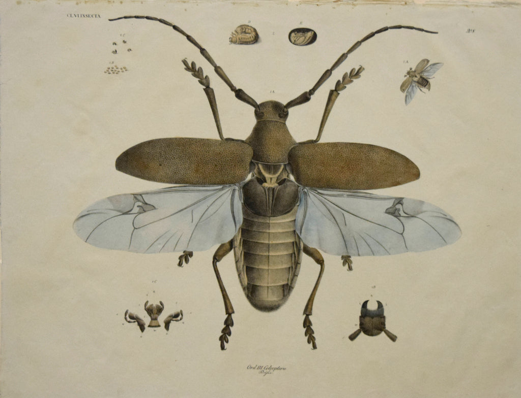 Georg August Goldfuss (1782-1848) Ord. III Coleoptera, Pl. 208 [Insect ...