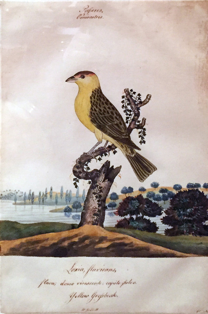William Goodall (1757-1844), Yellowhammer – Arader Galleries
