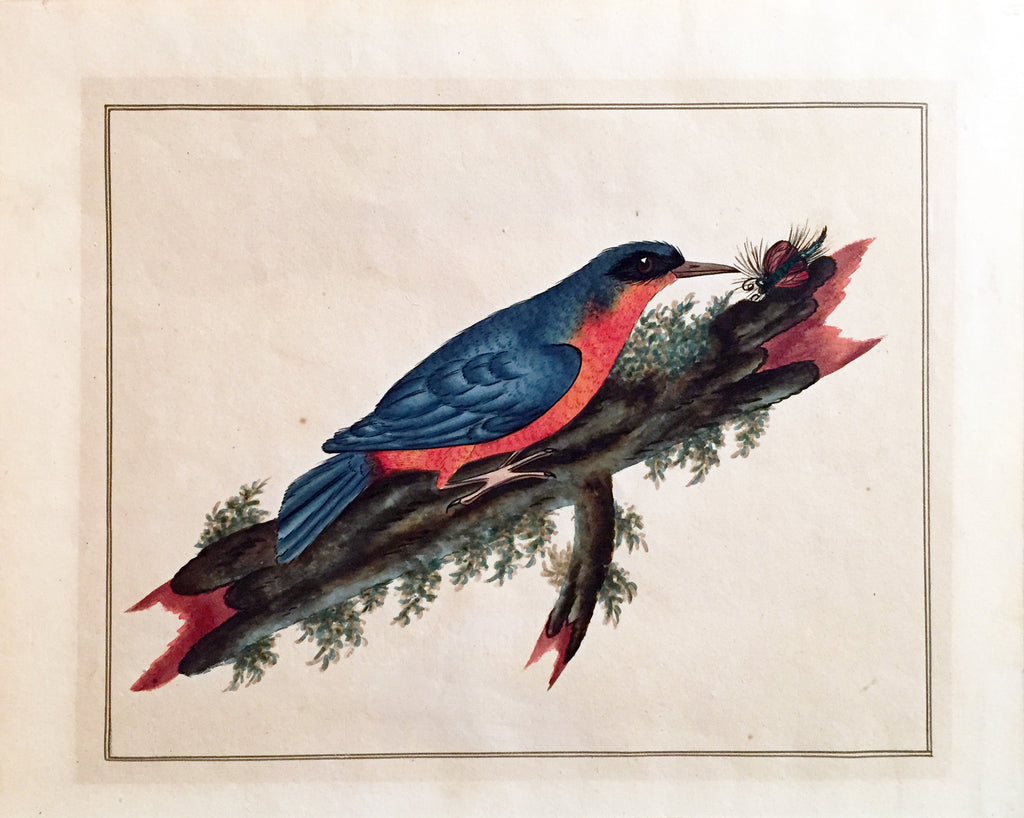 Charles Hayes (British, 1772-1826), Starling – Arader Galleries