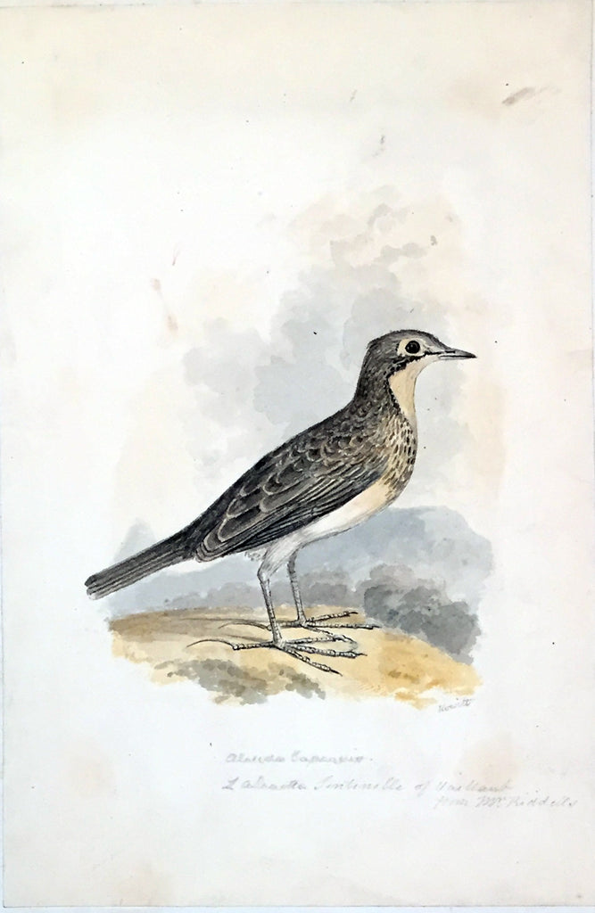 Samuel Howitt (British, 1765-1822), Alaudo Caporus [Lark] – Arader ...