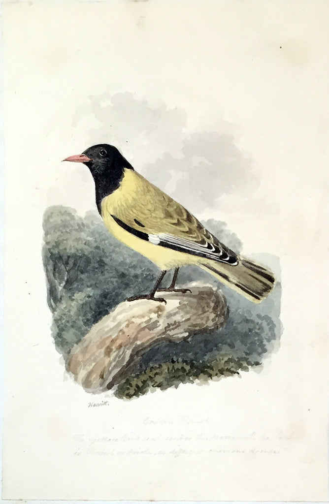 Samuel Howitt (British, 1765-1822), Golden Thrush [or Oriole of Asia ...