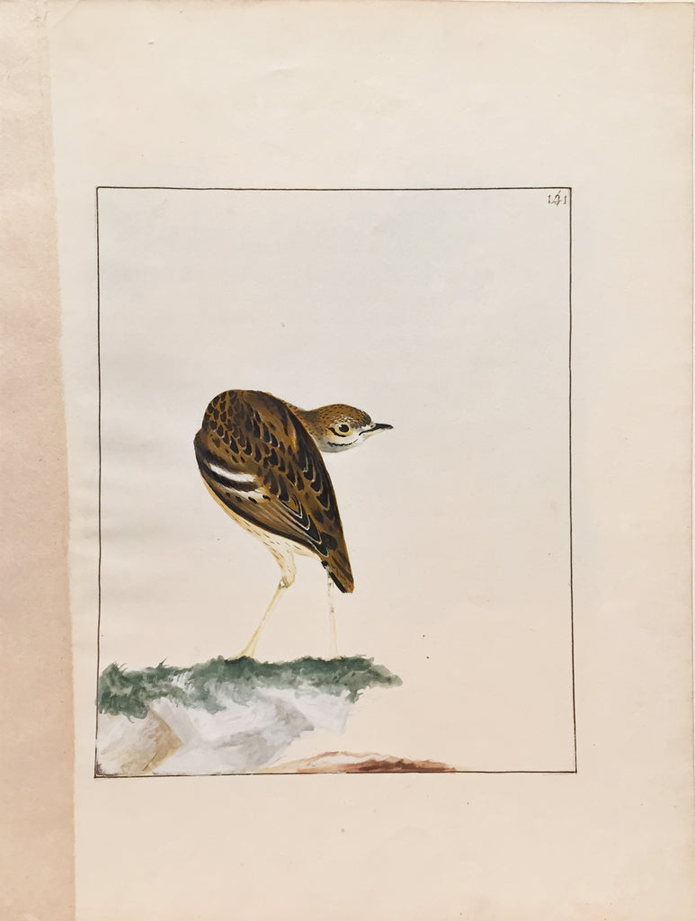 William Lewin (British, 1747-1795), Plate 141 – Arader Galleries