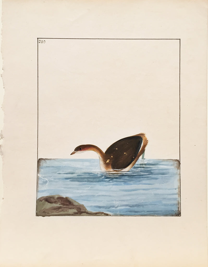 William Lewin (British, 1747-1795), Plate 200 – Arader Galleries