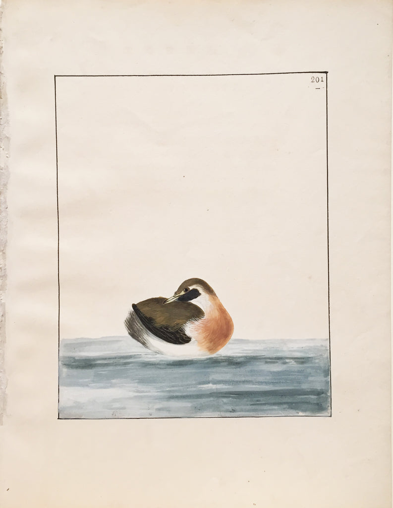 William Lewin (British, 1747-1795), Plate 201 – Arader Galleries