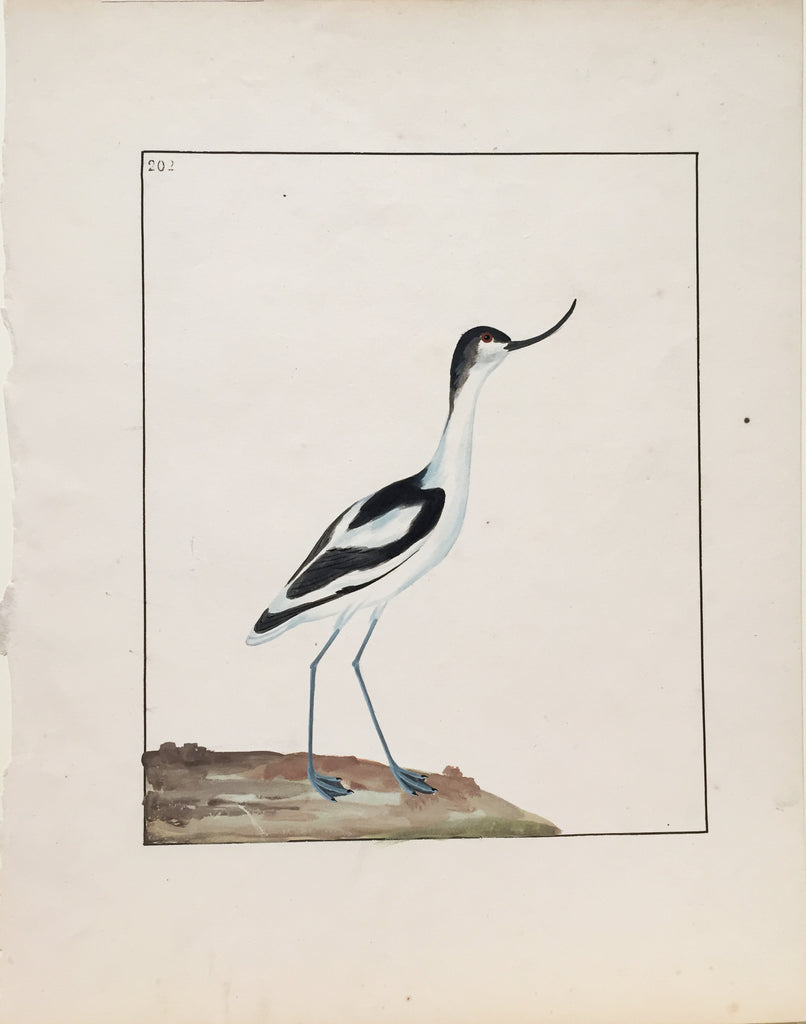 William Lewin (British, 1747-1795), Plate 202 – Arader Galleries