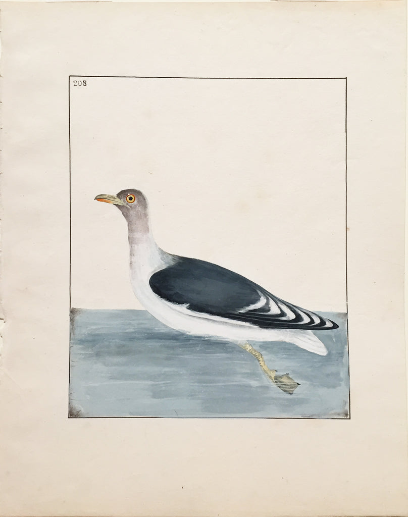 William Lewin (British, 1747-1795), Plate 208 – Arader Galleries