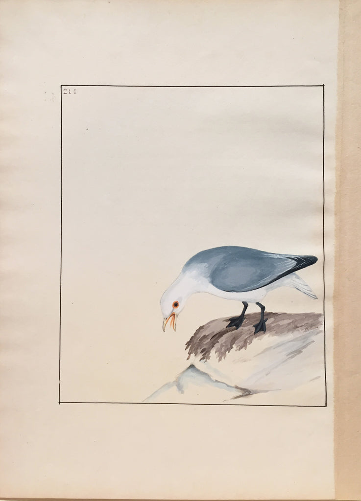 William Lewin (British, 1747-1795), Plate 214 – Arader Galleries