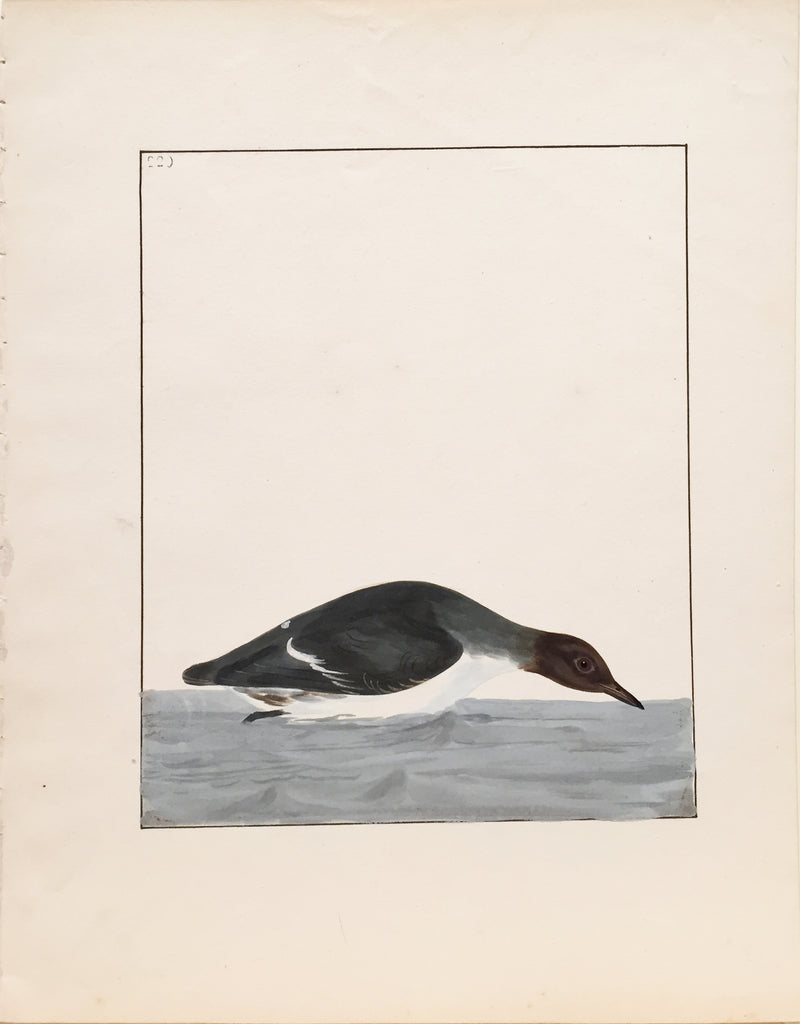 William Lewin (British, 1747-1795), Plate 220 – Arader Galleries