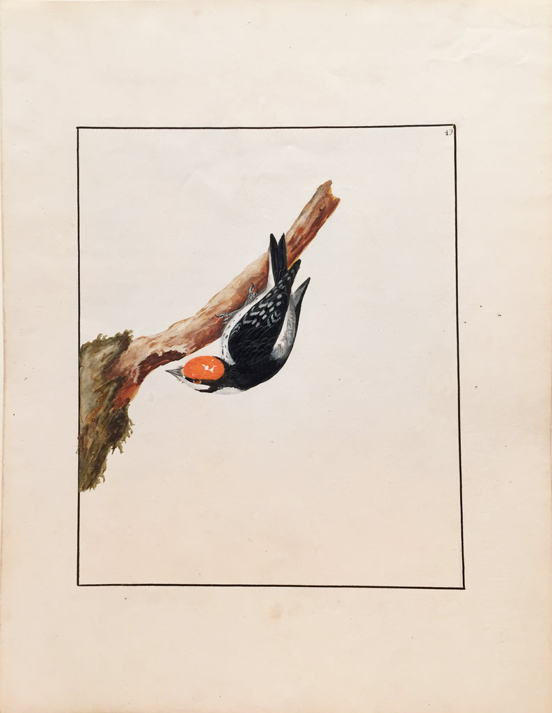 William Lewin (British, 1747-1795), Plate 49 – Arader Galleries