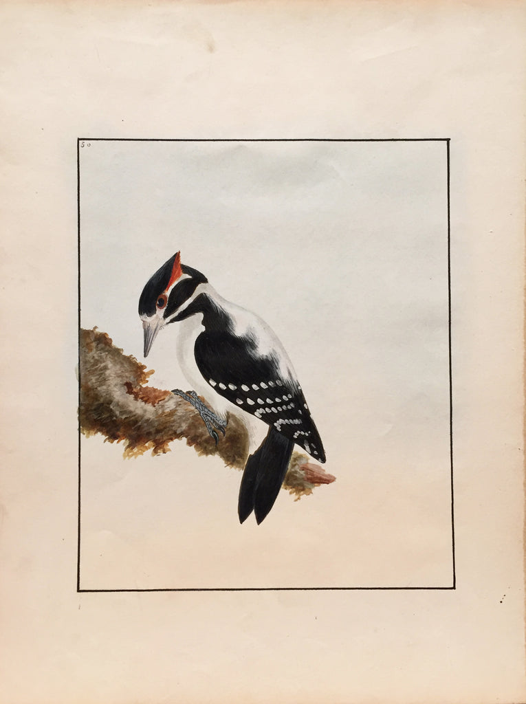 William Lewin (British, 1747-1795), Plate 50 – Arader Galleries