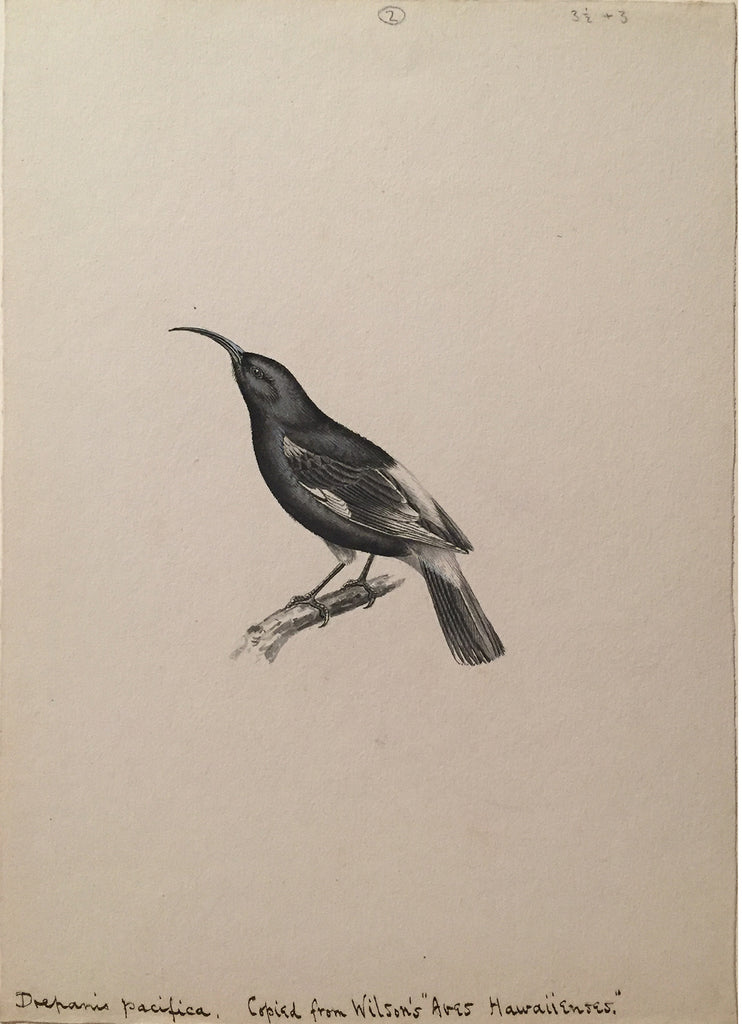 George Edward Lodge (British, 1860-1954), “Hawai’i Mamo”, Drepanis Pac ...