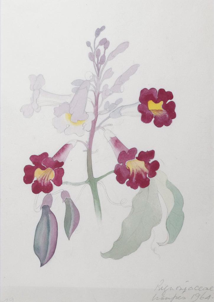 Margaret Mee (British, 1909-1988), Bignoniaceae – Arader Galleries