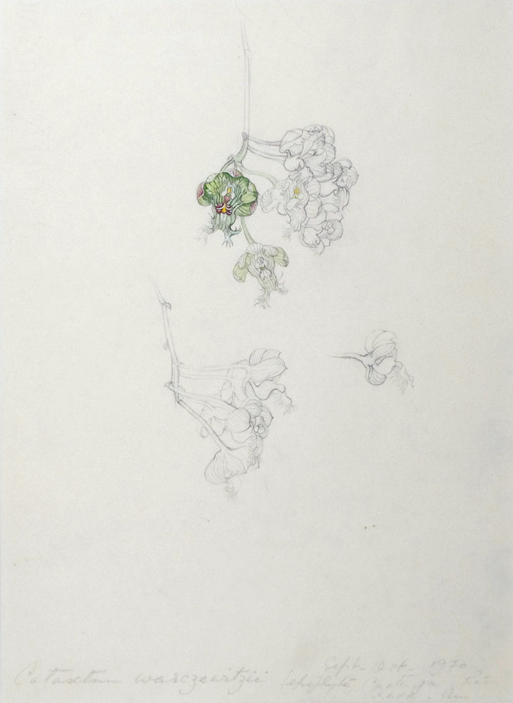 Margaret Mee (British, 1909-1988), Catasetum Warczewitzii (epiphyte ...