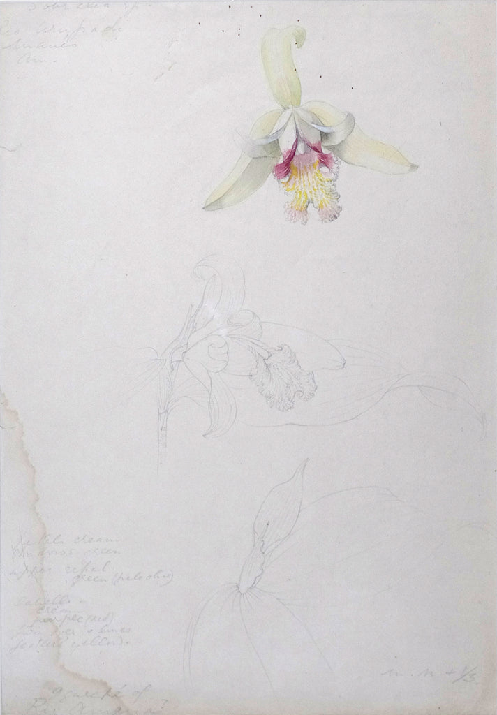 Margaret Mee (British, 1909-1988), Sobralia Margaritae - Sobralia sp ...