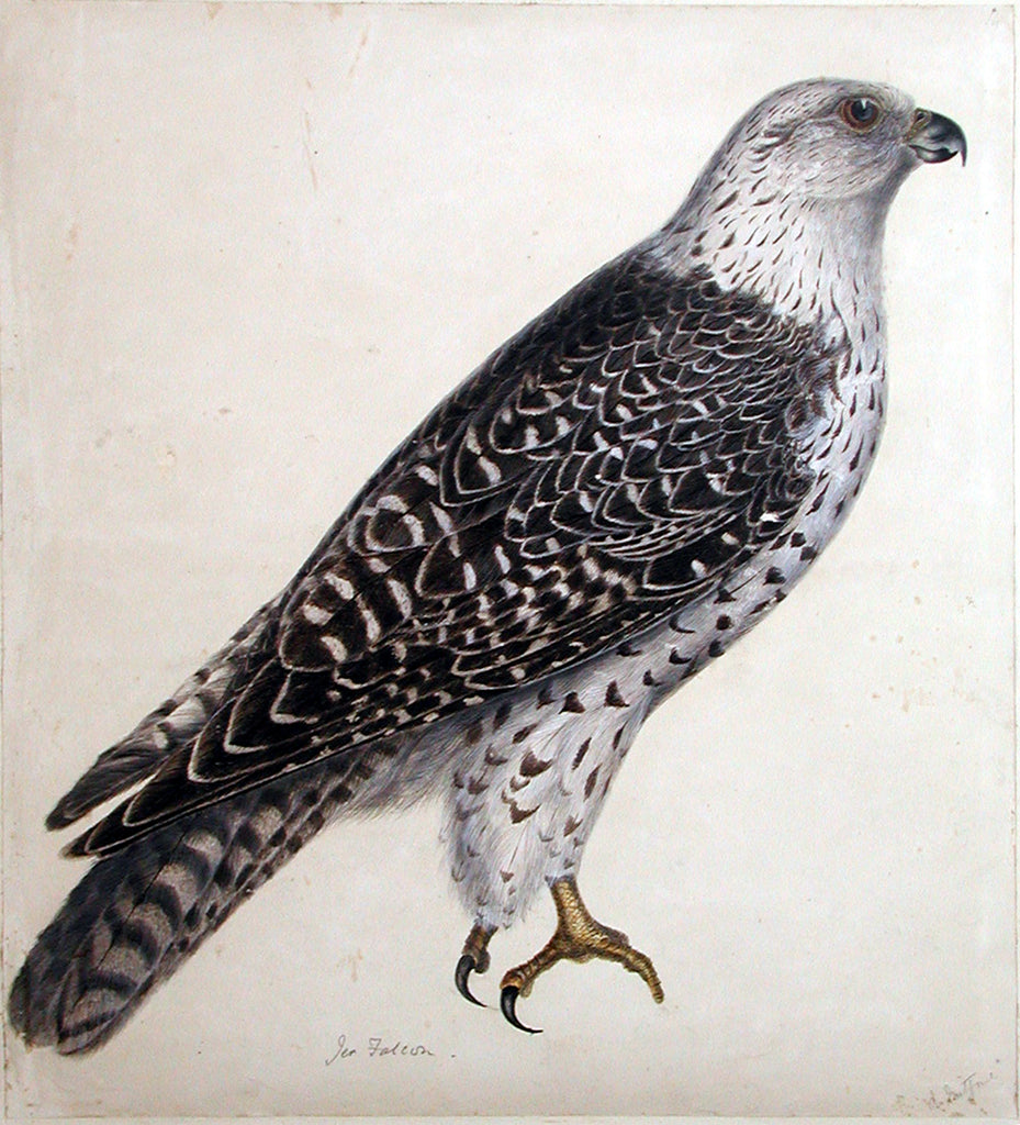 Prideaux John Selby (British, 1788-1867), “Jer Falcon” – Arader Galleries
