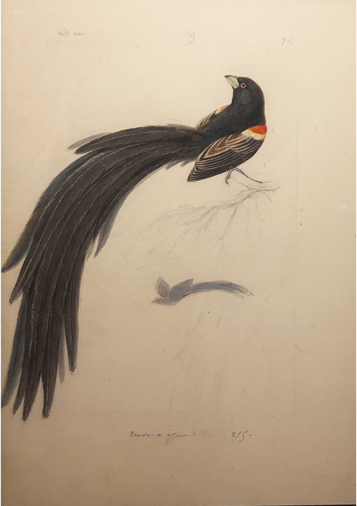 Hippolyte Pauquet & Polydore Pauquet (French 19th century), [Prepared ...