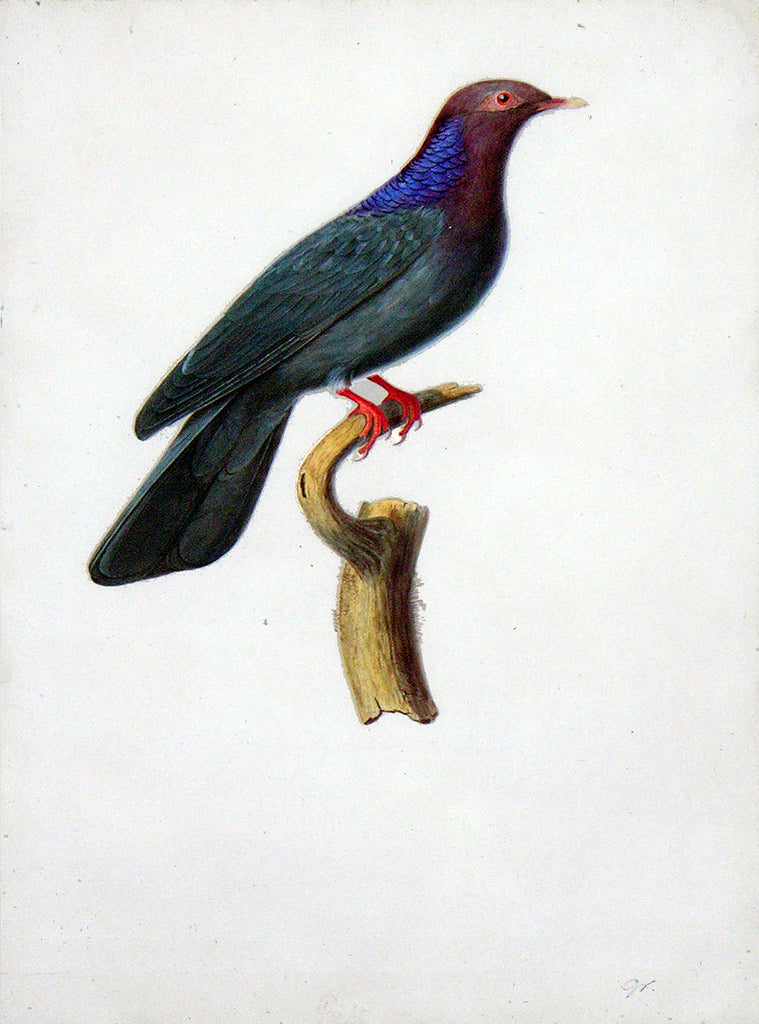 Jean-Gabriel Pretre (French, fl. 1824-1840), Violet Pigeon (Columbia J ...