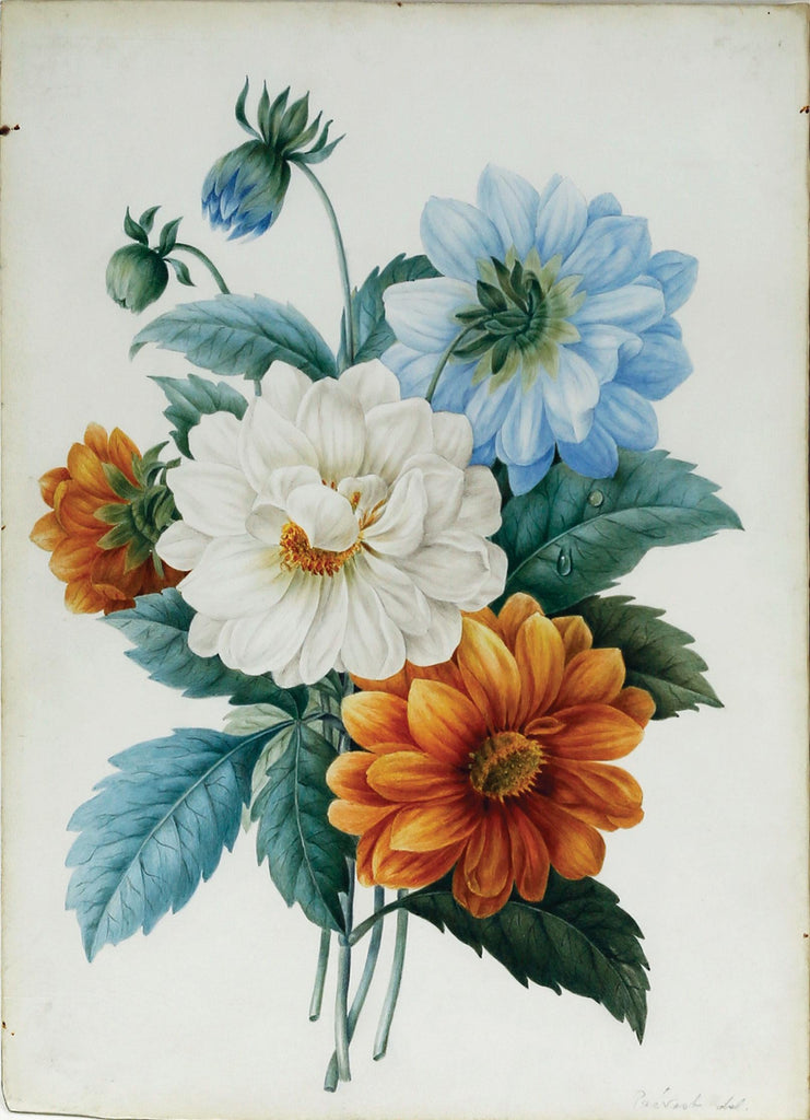 Jean Louis Prévost (c. 1760-1810), Chrysanthemums – Arader Galleries