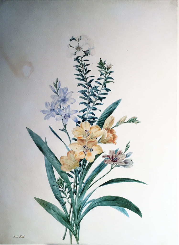 Adèle Riché (French, 1791-1887), Bouquet of Gladiolus – Arader Galleries