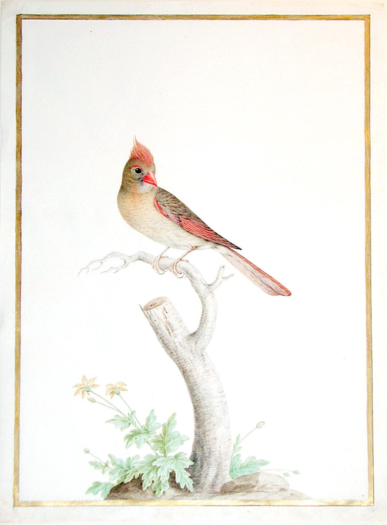 Nicolas Robert (French, 1614-1685), Northern Cardinal (Female) – Arader ...