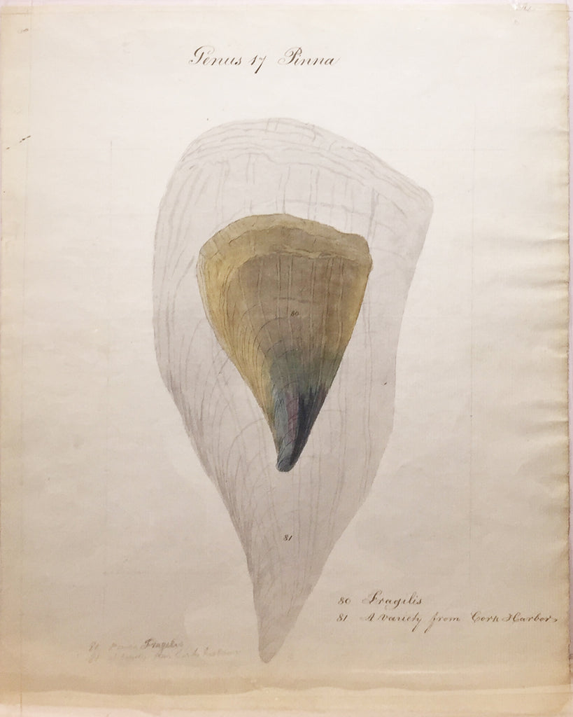 British, 19th-century, Genus 17 Pinna Fragilis A Variety from Cork Har ...
