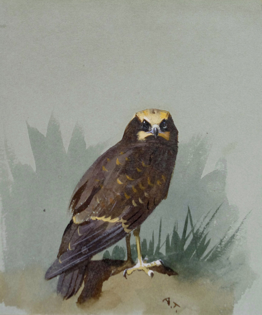 Archibald Thorburn, (British, 1860-1935), Bird of Prey – Arader Galleries