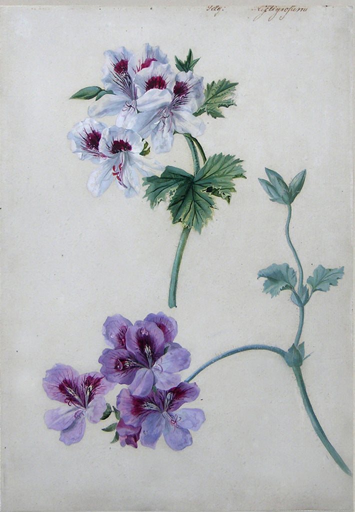 Attributed to Franz Xaver Petter (Austrian, 1791 –1866), Geraniums ...