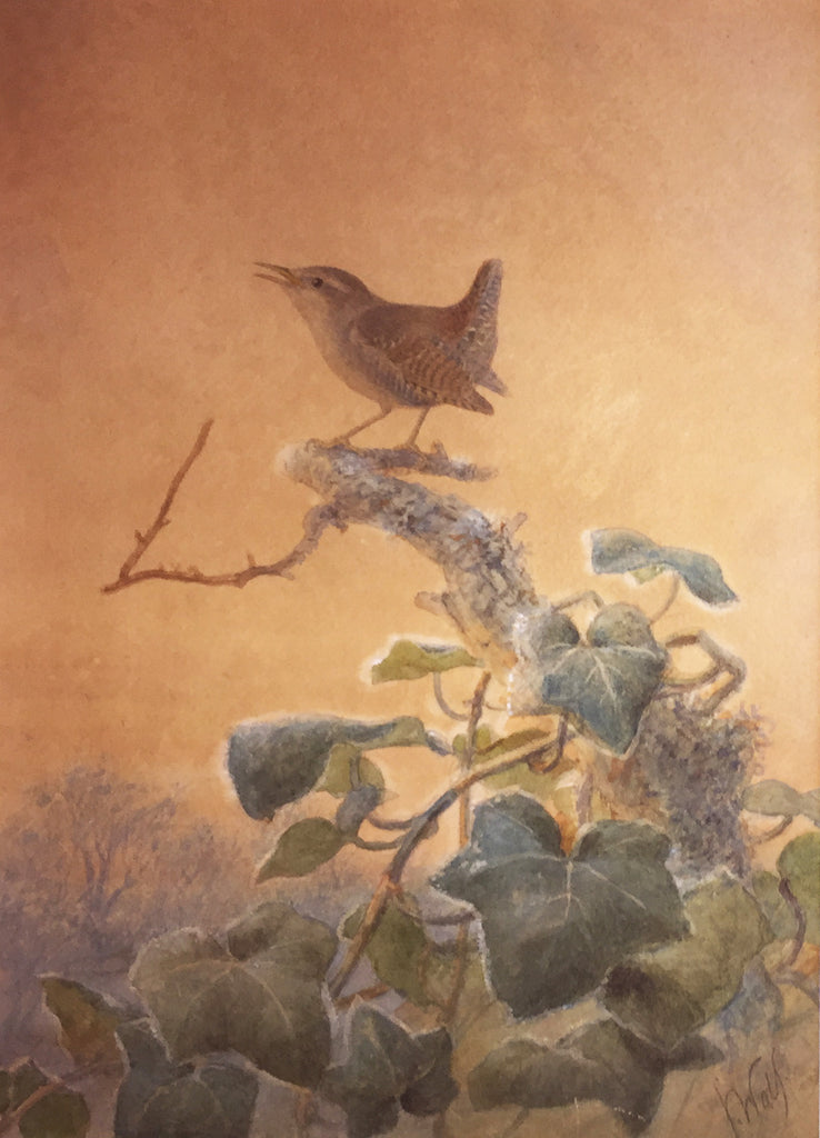 Joseph Wolf (German, 1820-1899), Wren – Arader Galleries