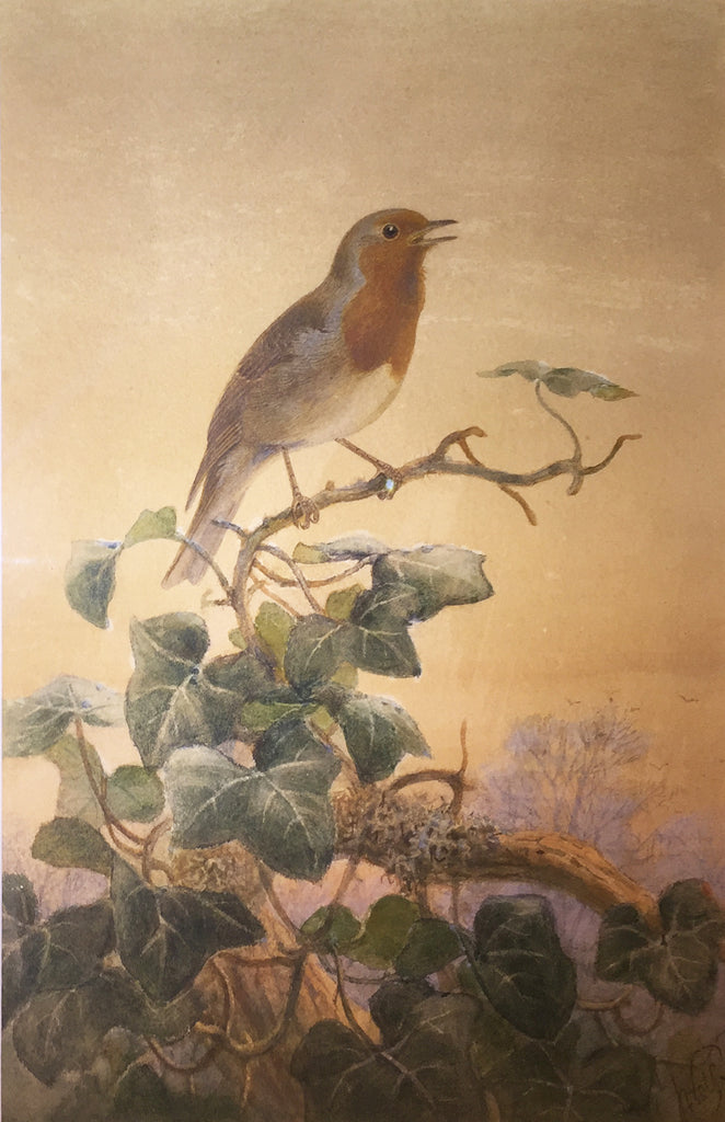 Joseph Wolf (German, 1820-1899), Robin – Arader Galleries